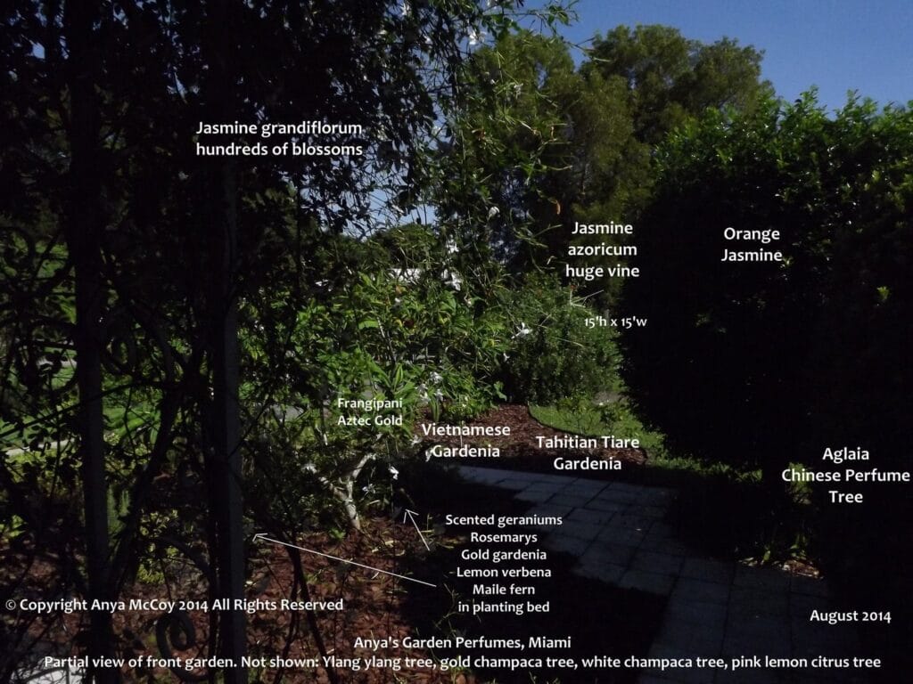 Anya's Garden Perfumed Morning | Anya's Garden Natural Perfumes